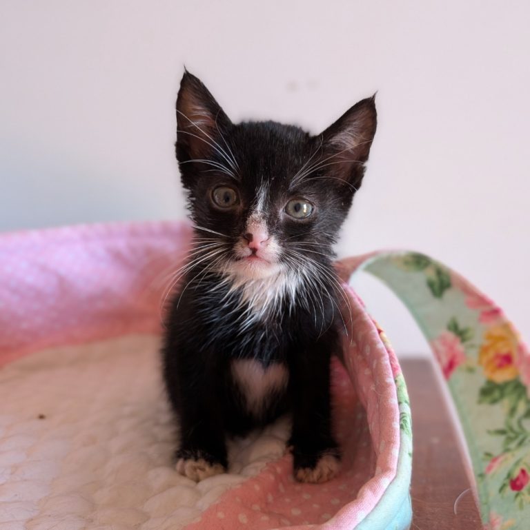 SAFE Rescue